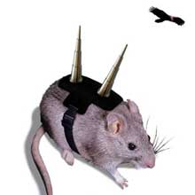 Augmented Animals – We Make Money Not Art